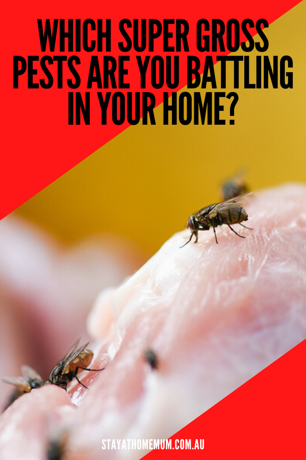 Which Super Gross Pests Are You Battling In YOUR Home?