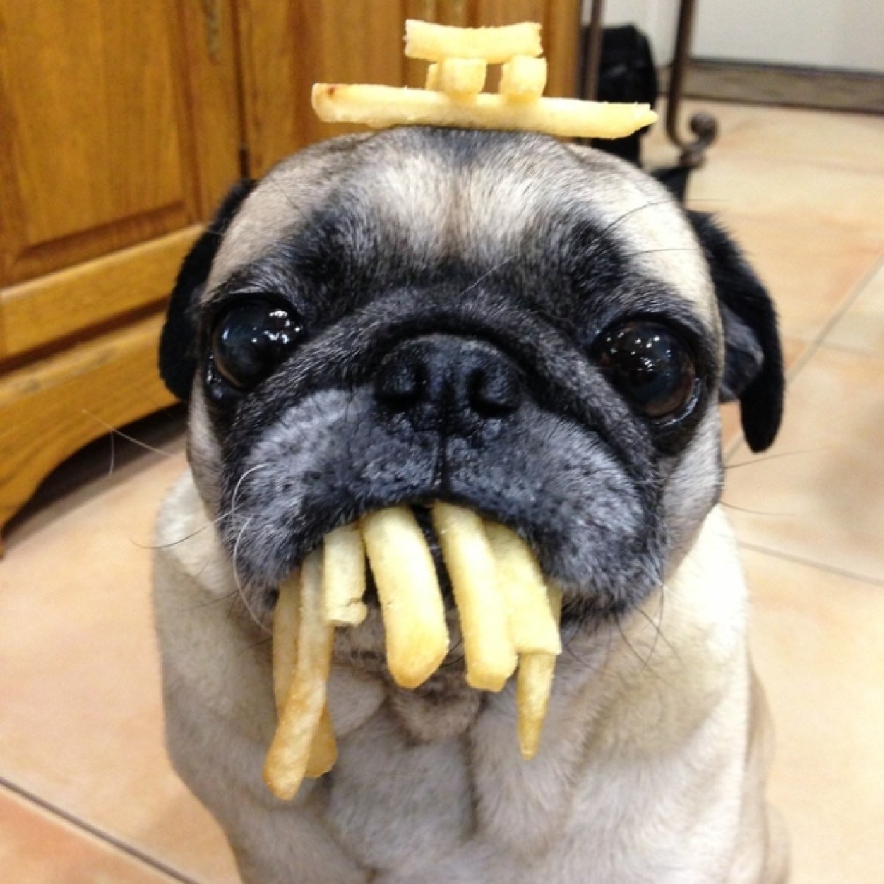 24 Photos of Pugs Having the Best Time of Their Lives - Page 6 of 8 ...
