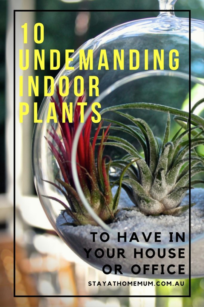 10 Undemanding Indoor Plants To Have In Your House Or Office - Stay at ...