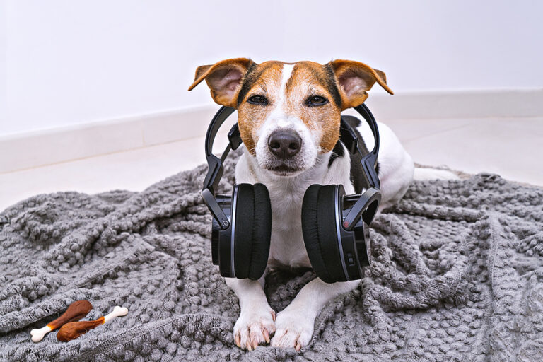 Did You Know? Spotify Has A Playlist and Podcast for Dogs to Listen To ...