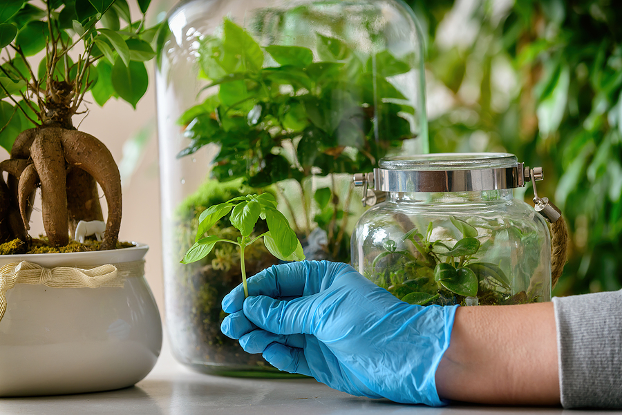 18 Best Air-Filtering Plants For Your Home - Stay at Home Mum